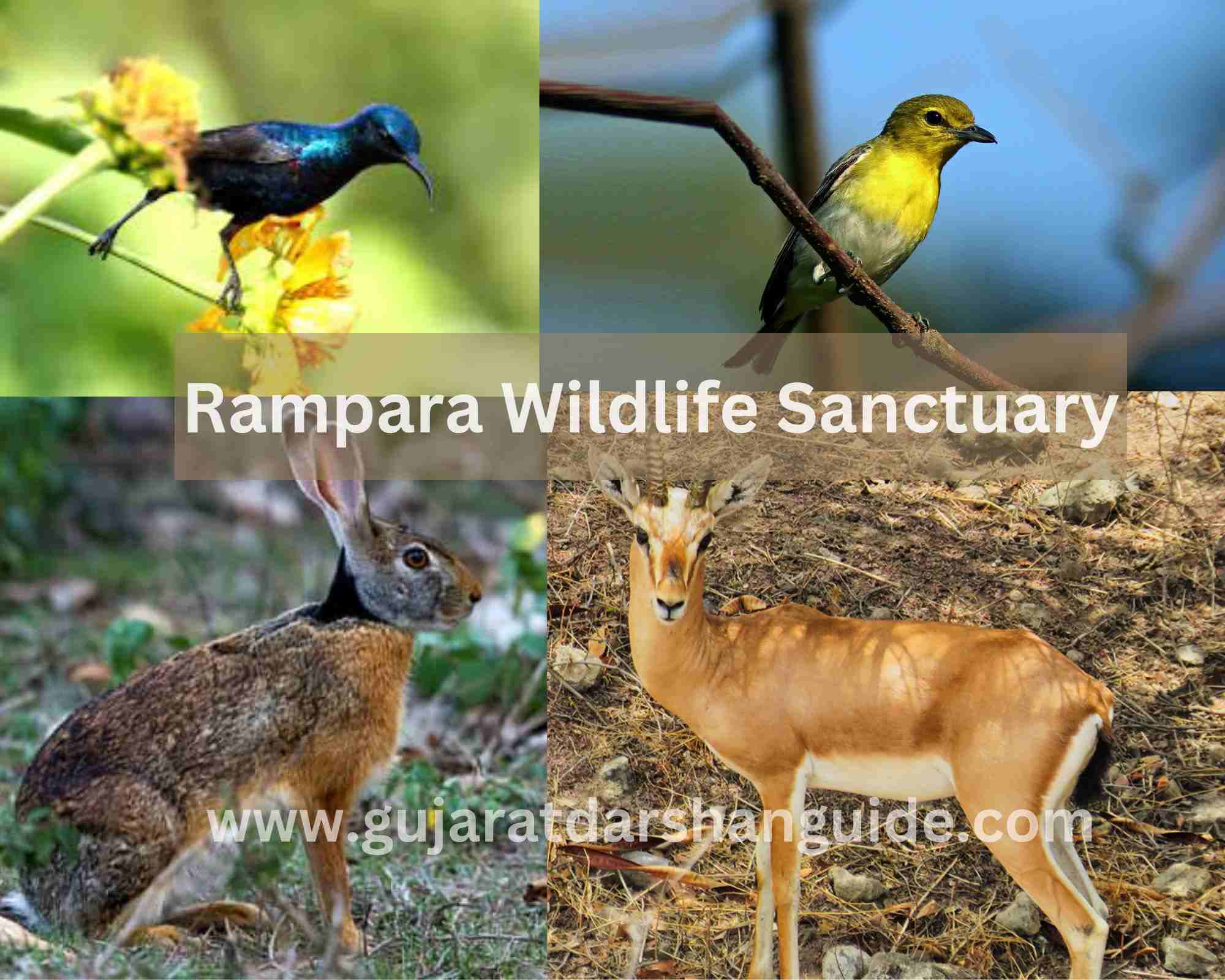 Rampara Wildlife Sanctuary Ticket Price, Timings, Best Time To Visit ...