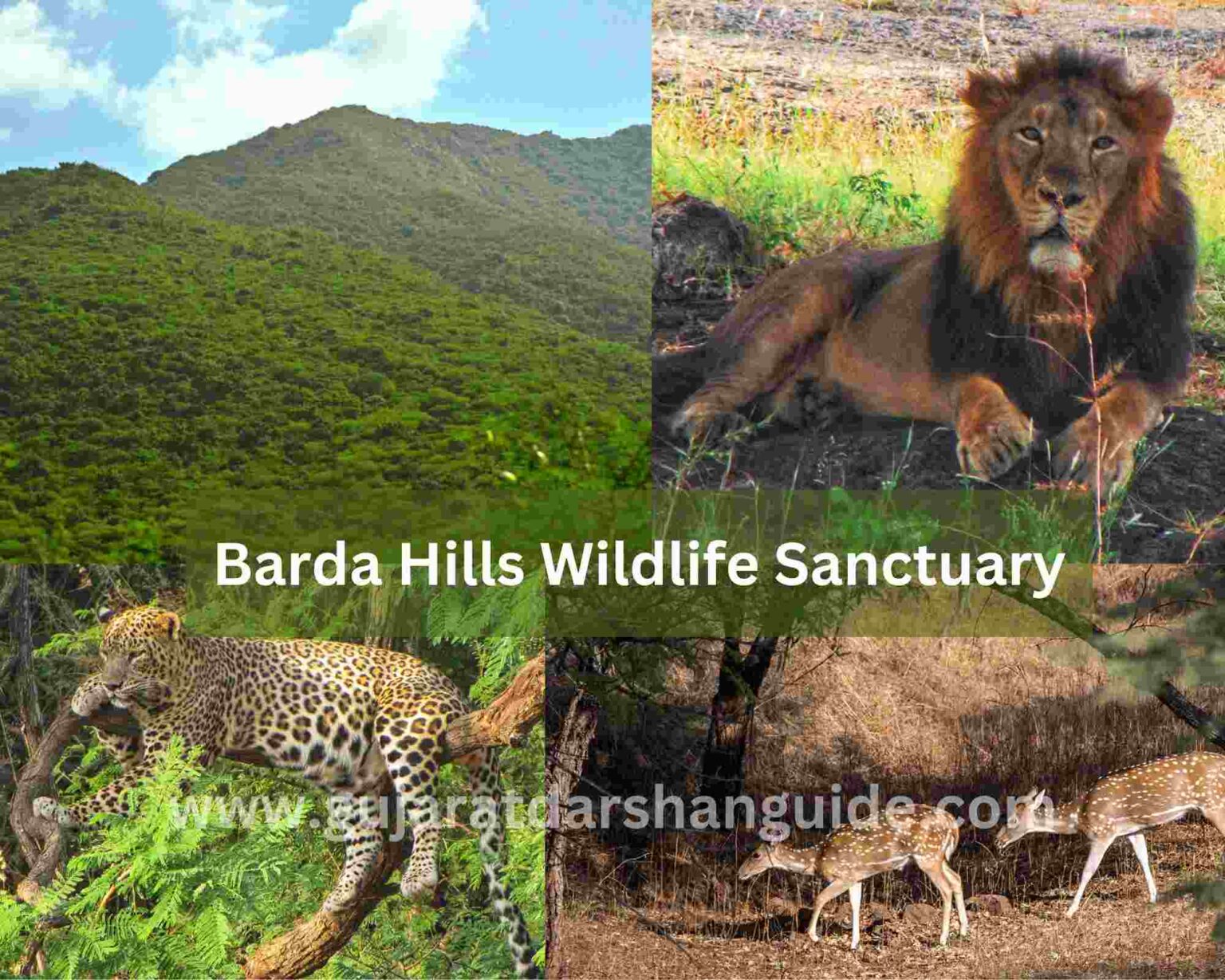 Barda Wildlife Sanctuary Timing | Ticket Price - Gujarat Darshan Guide
