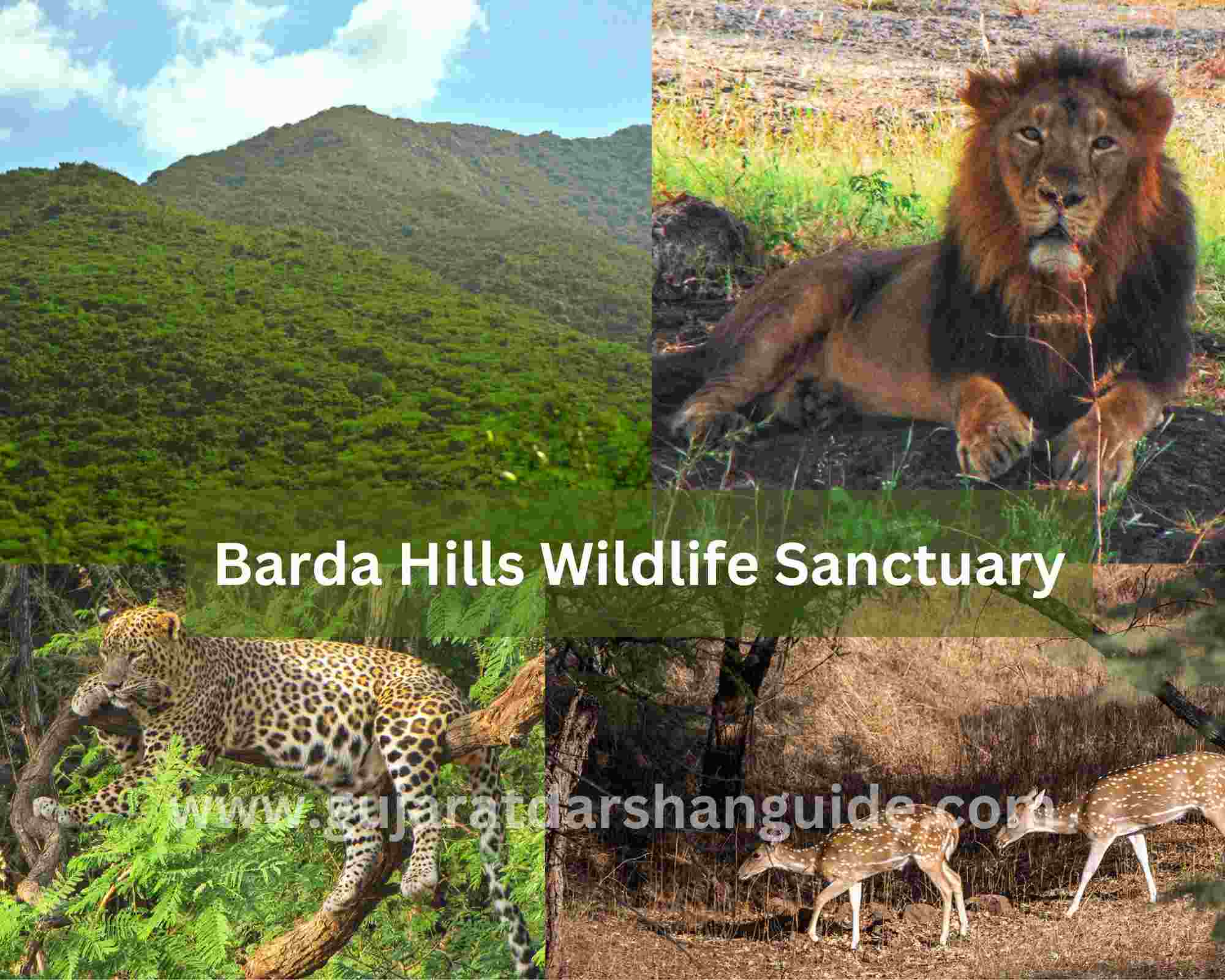 Barda Wildlife Sanctuary Timing | Ticket Price - Gujarat Darshan Guide